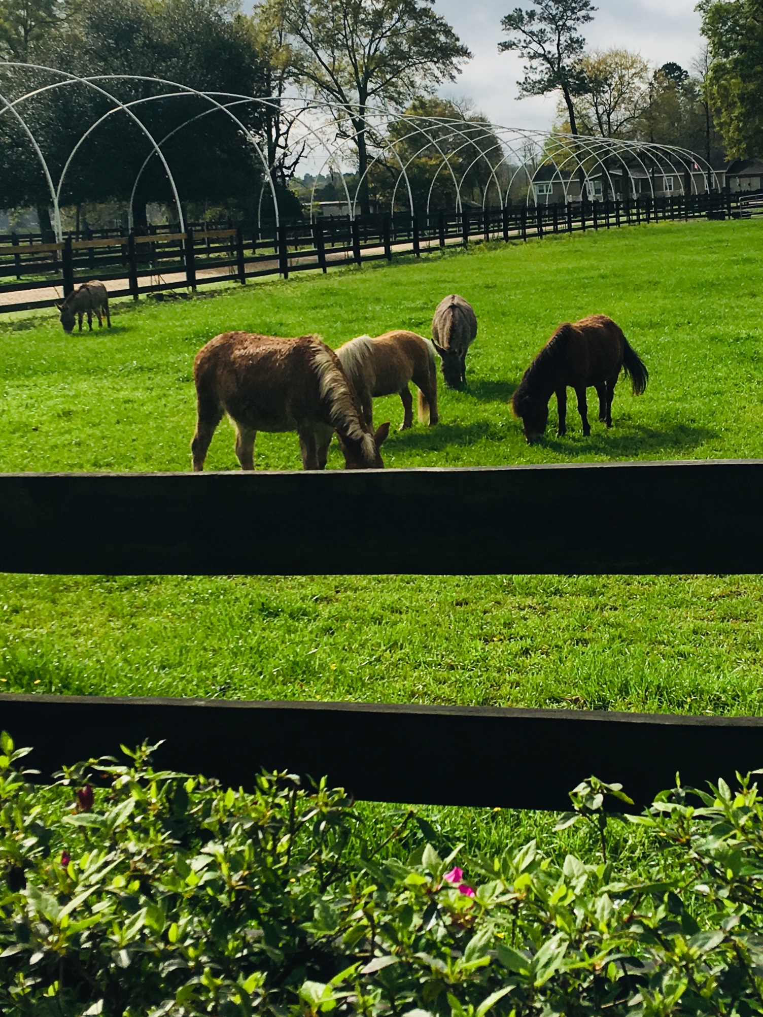 Mini-Post: Liuzza Land and Produce Farm – Caramel and Chocolate ...
