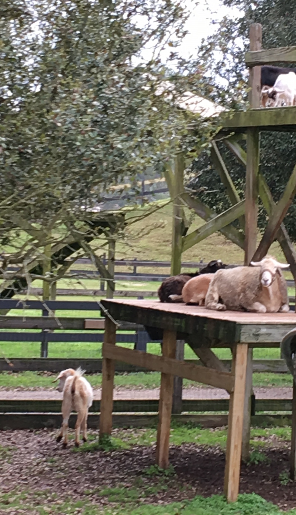 Mini-Post: Liuzza Land and Produce Farm – Caramel and Chocolate ...